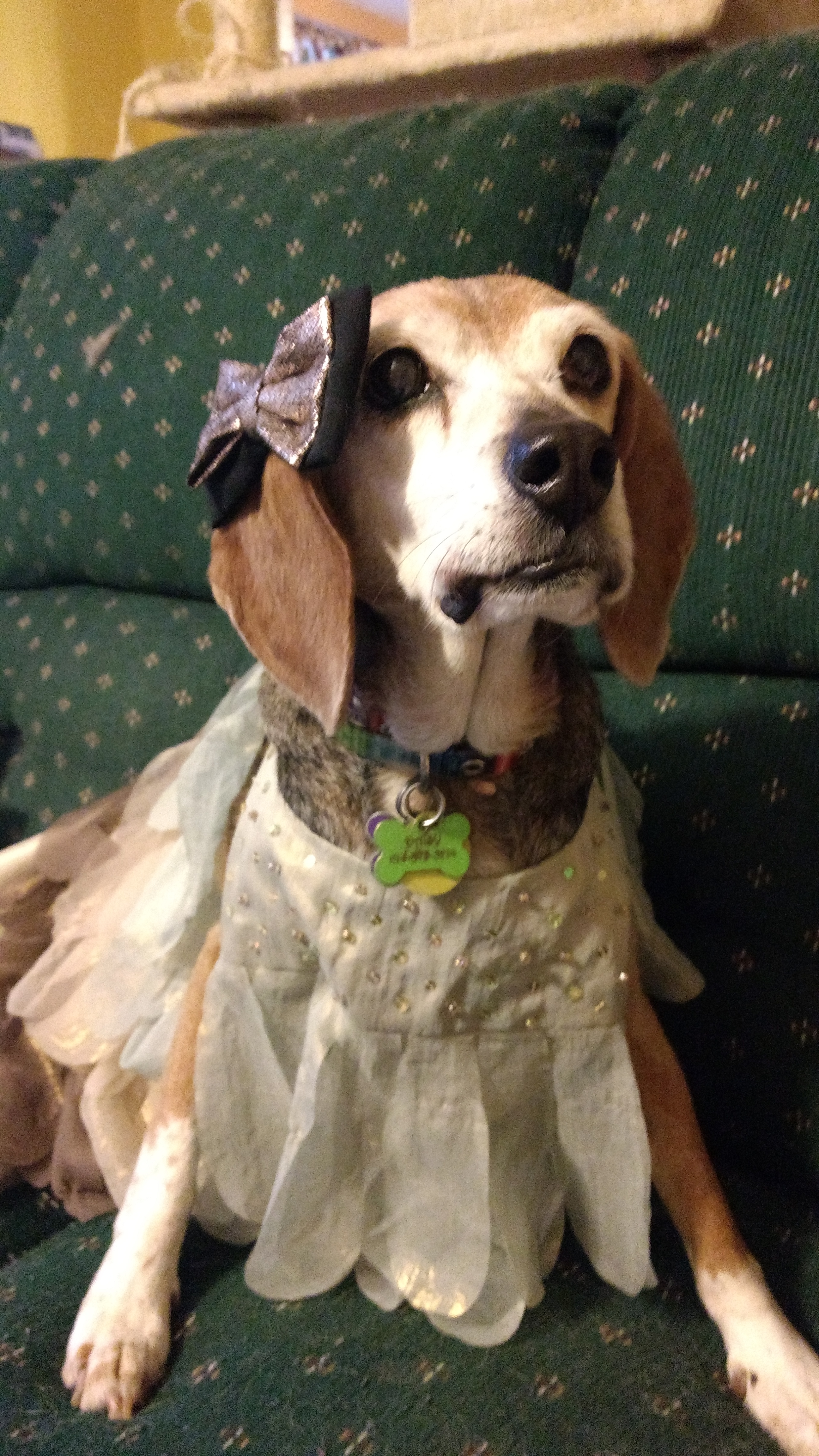 Who will be Senior Dog Prom King, Prom Queen and Cutest Couple? | The ...