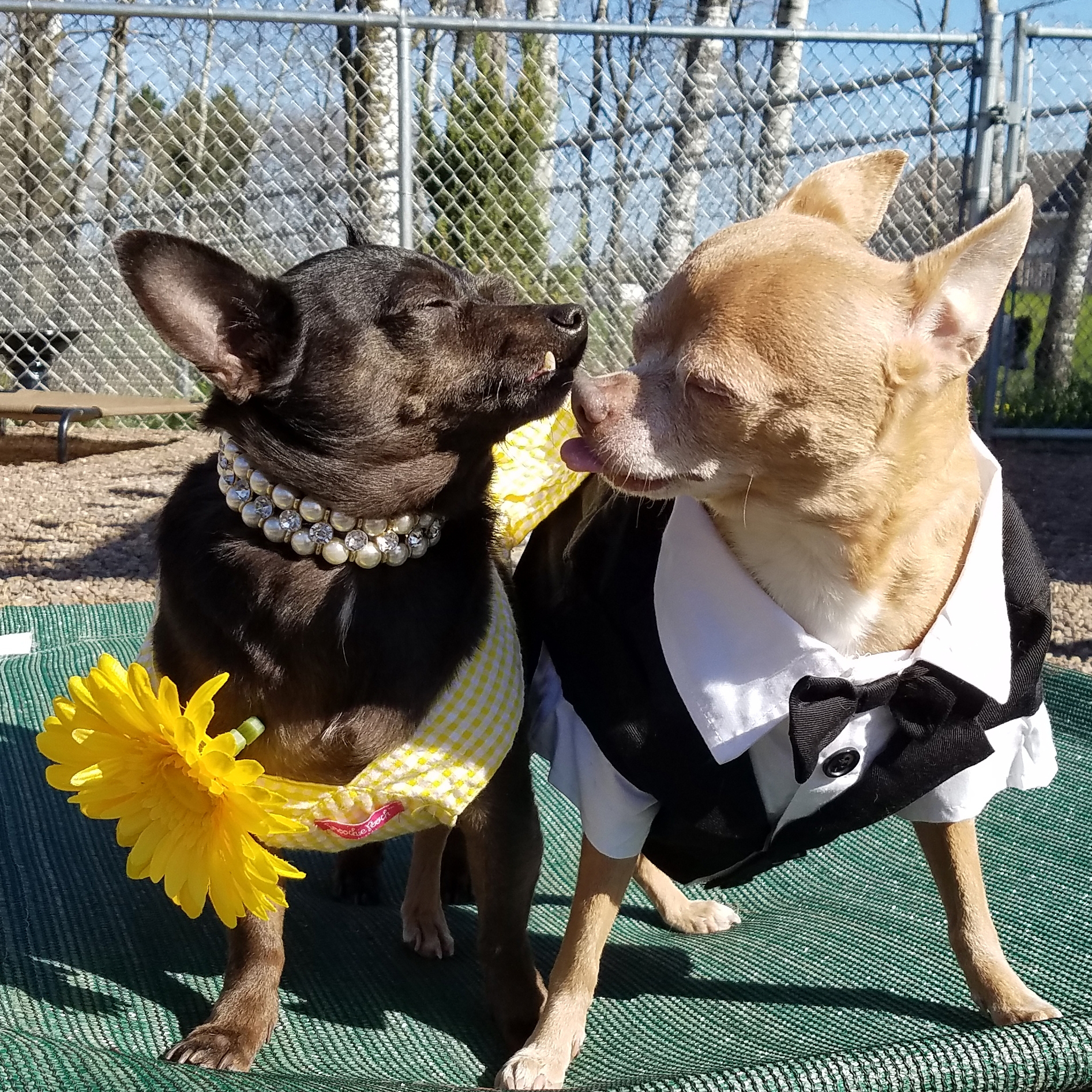 Who will be Senior Dog Prom King, Prom Queen and Cutest Couple? | The ...