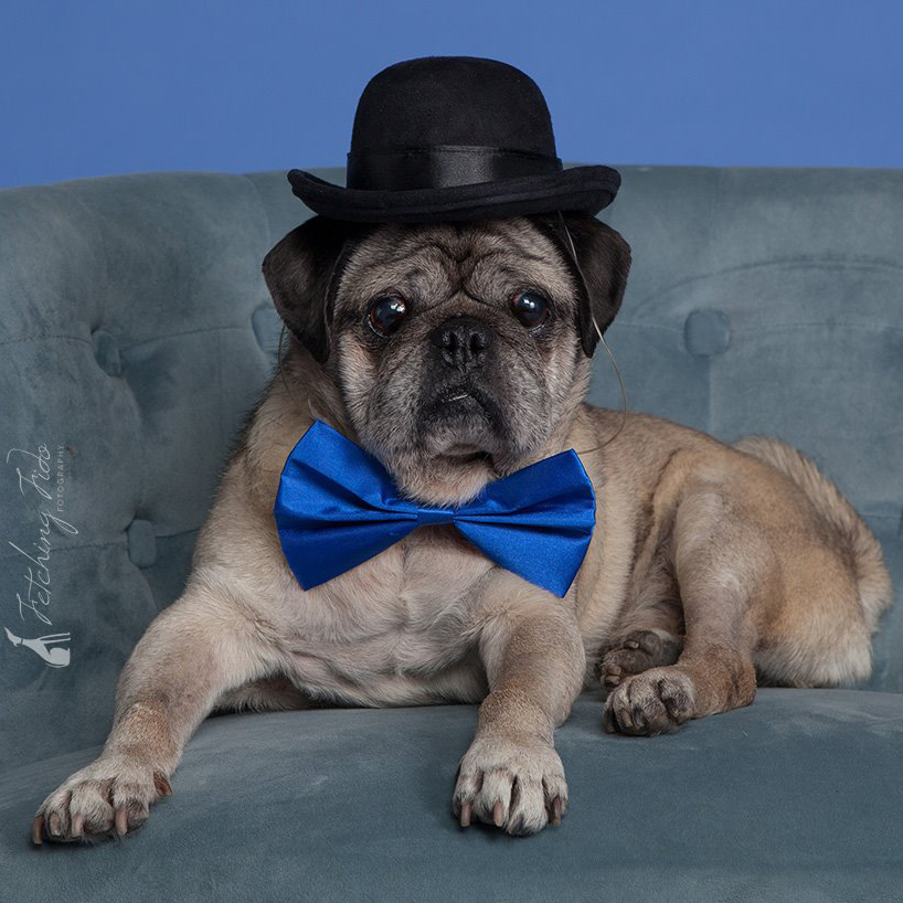 Who will be Senior Dog Prom King, Prom Queen and Cutest Couple? | The ...