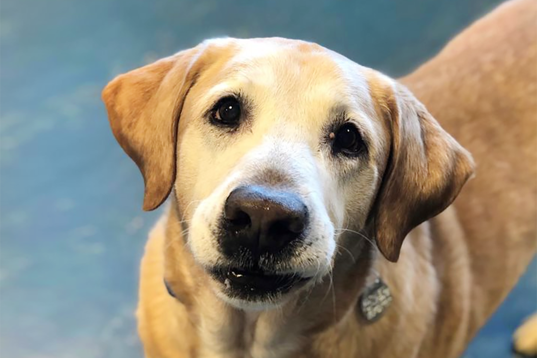 Home | The Grey Muzzle Organization