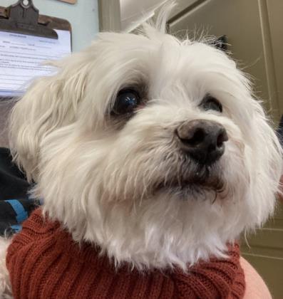 SpokAnimal C.A.R.E. | The Grey Muzzle Organization