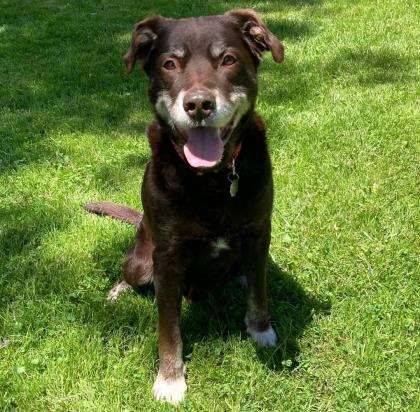 Animal Rescue, Inc. | The Grey Muzzle Organization