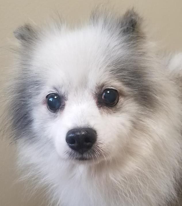 Humane Society for Southwest Washington | The Grey Muzzle Organization