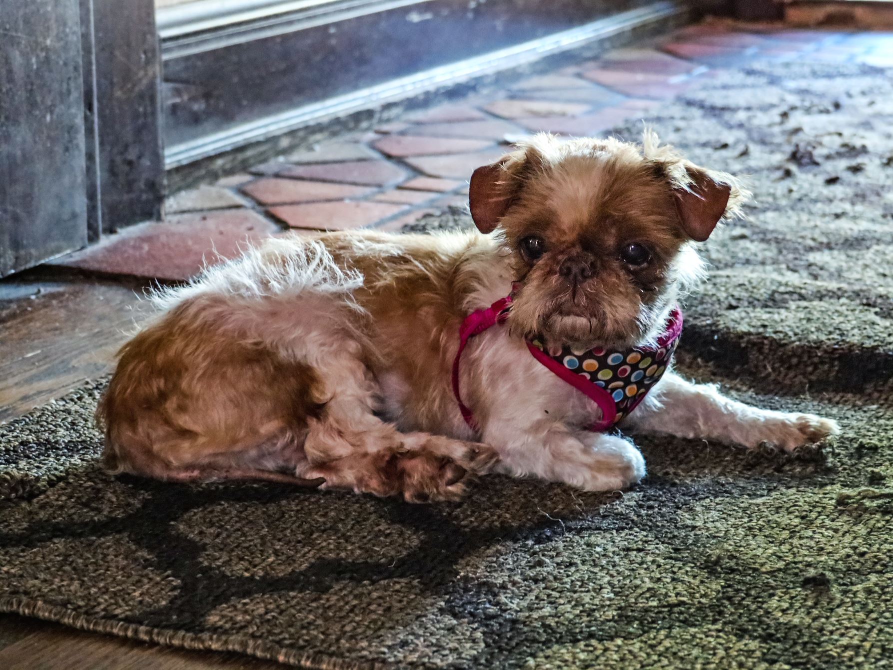 Michigan Humane Society | The Grey Muzzle Organization