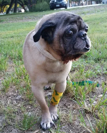 Pug Rescue of Austin | The Grey Muzzle Organization