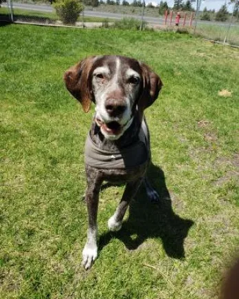 Humane Society of Central Oregon | The Grey Muzzle Organization