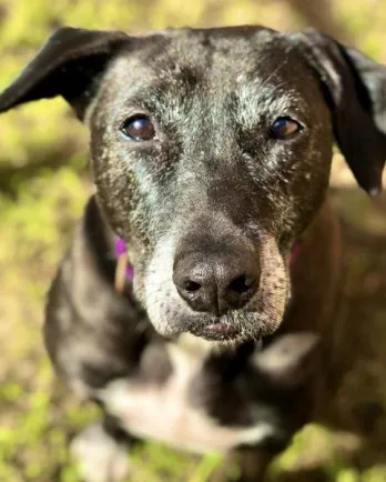 Paws Humane Society | The Grey Muzzle Organization