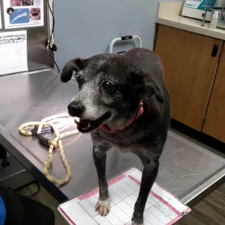 Manny | The Grey Muzzle Organization